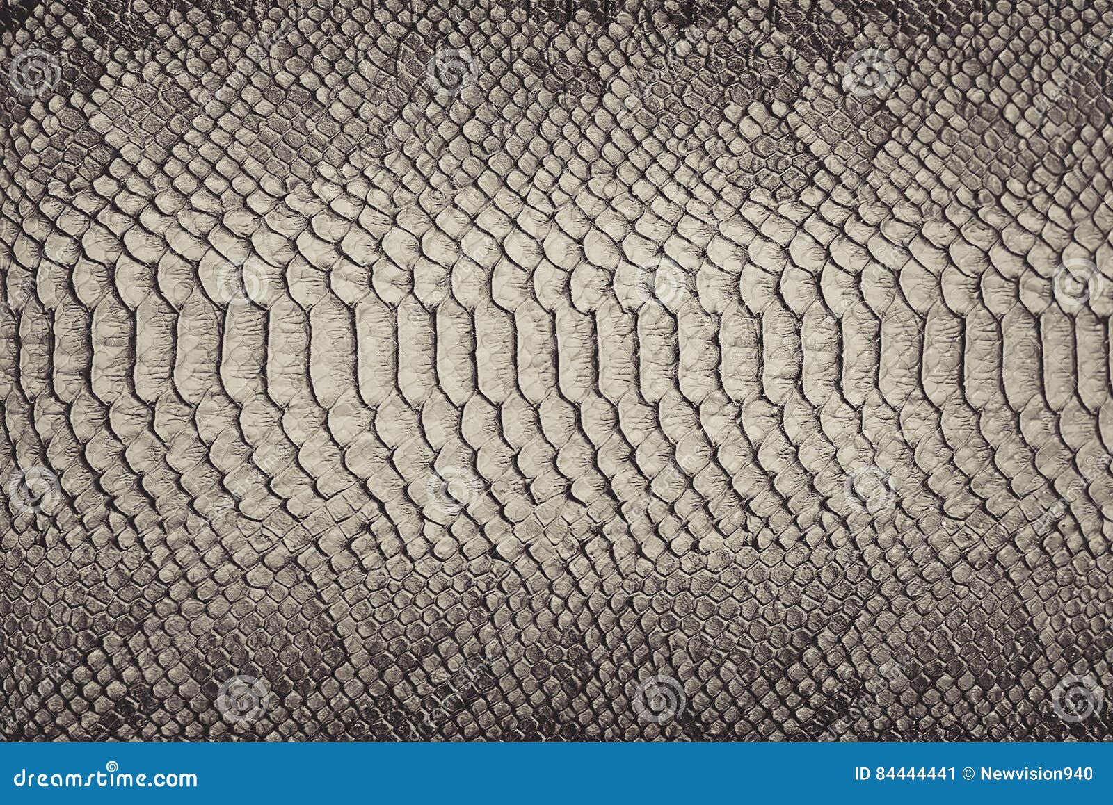 Snake skin background. stock image. Image of lizard, detail - 84444441