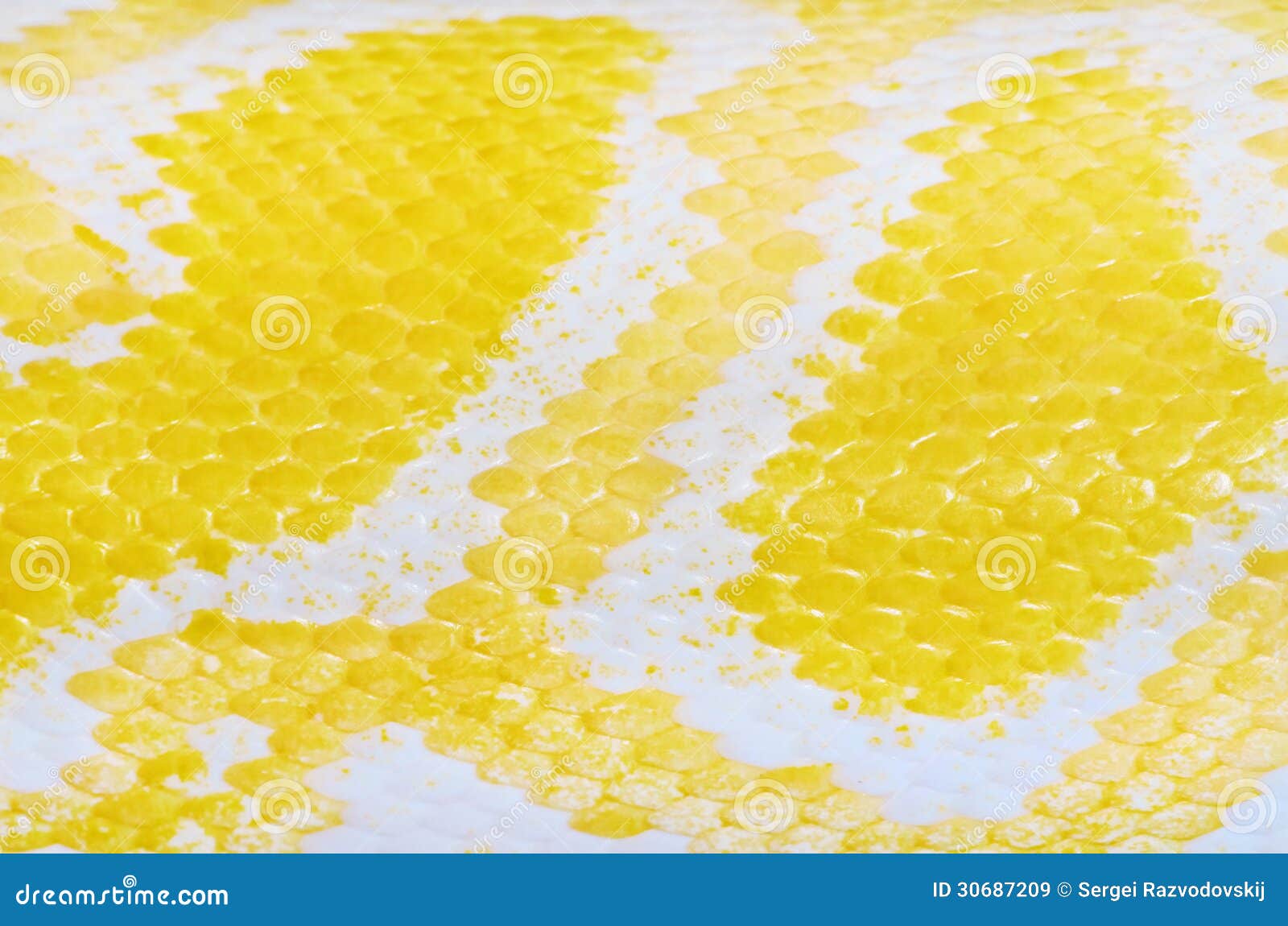 Snake Skin stock image. Image of squamous, fauna, animal - 30687209