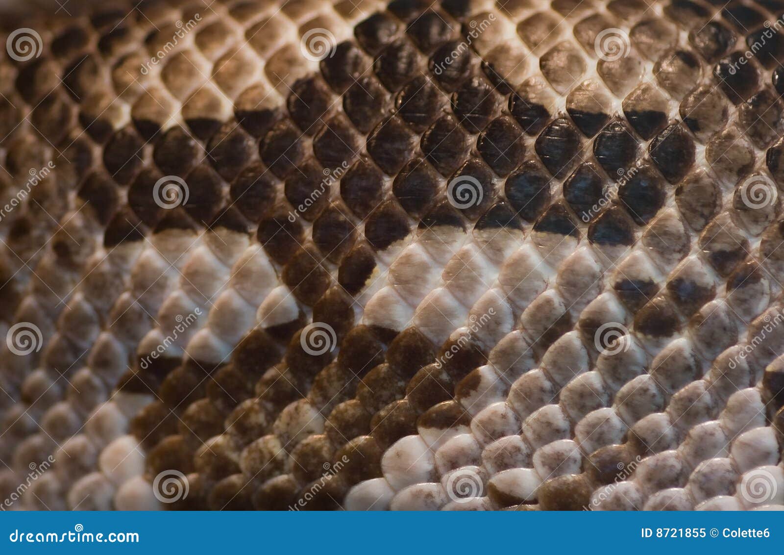Snake Skin - Brown and White Stock Image - Image of snakes, animals ...