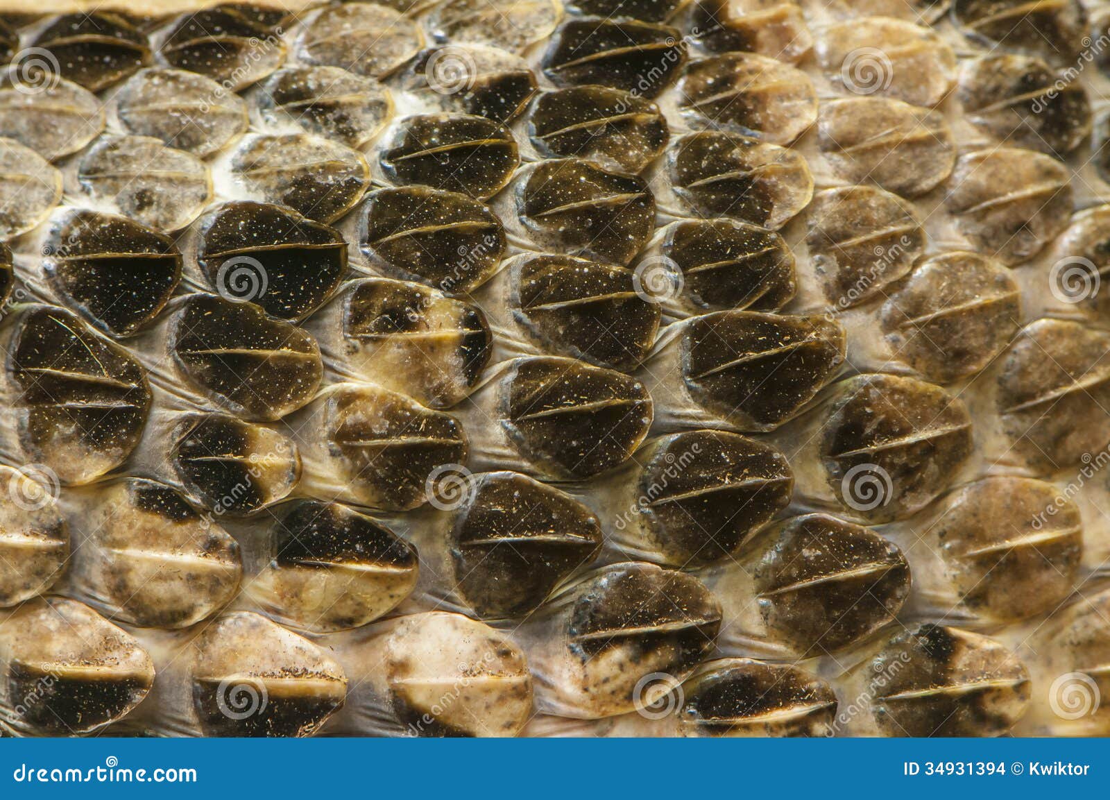 Snake Skin stock photo. Image of serpent, wildlife, rattlesnake - 34931394