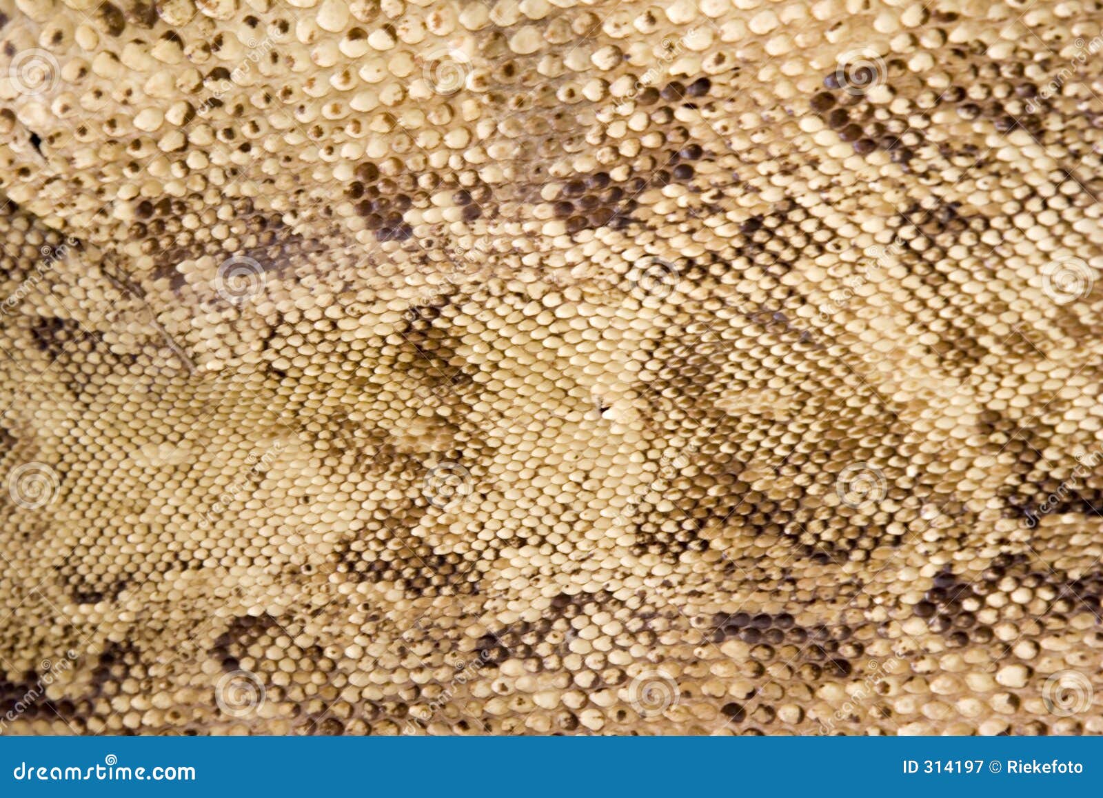 Snake-skin Closeup Royalty Free Stock Photography - Image: 314197
