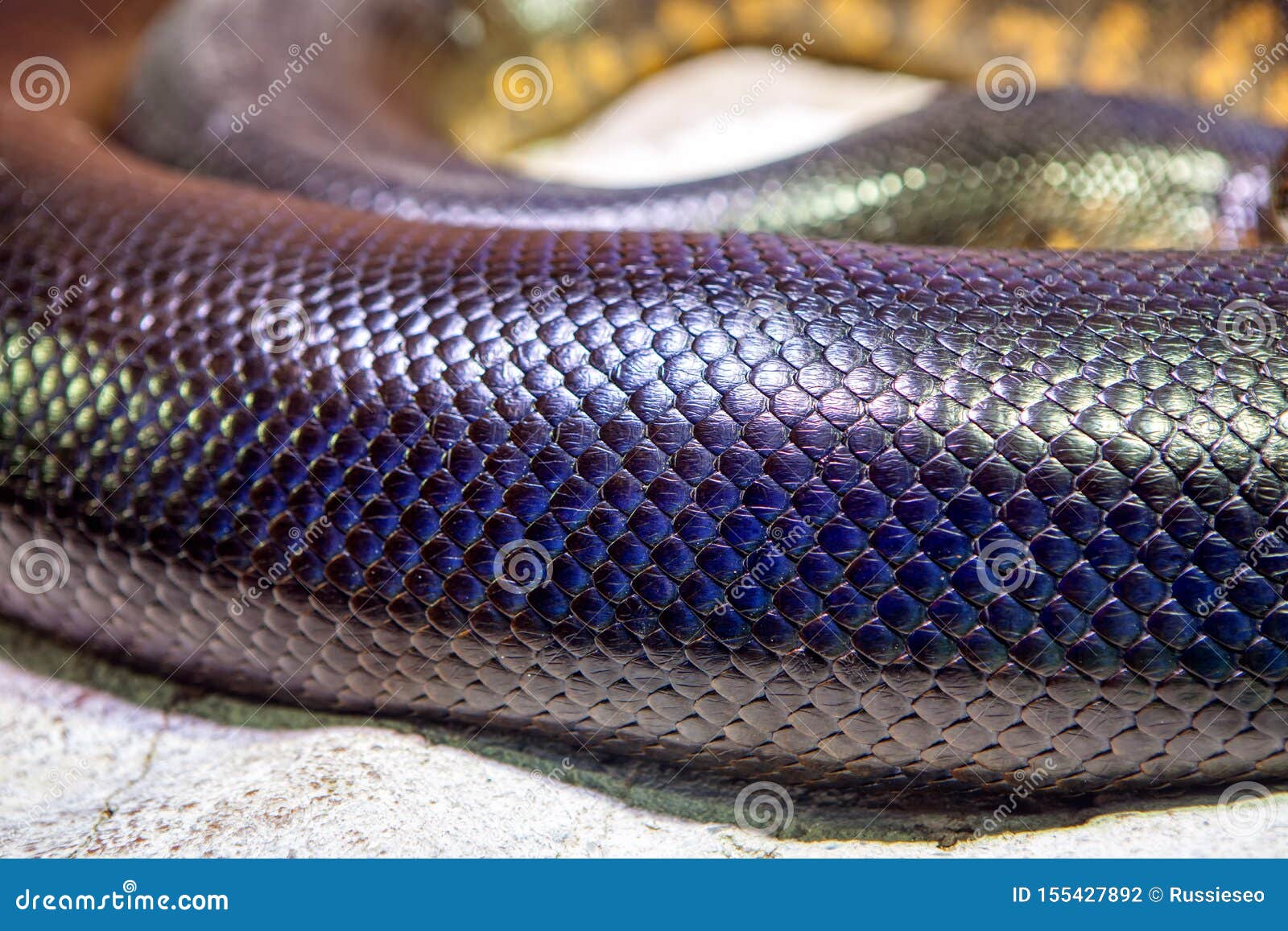 Snake skin details stock photo. Image of macro, poison - 155427892