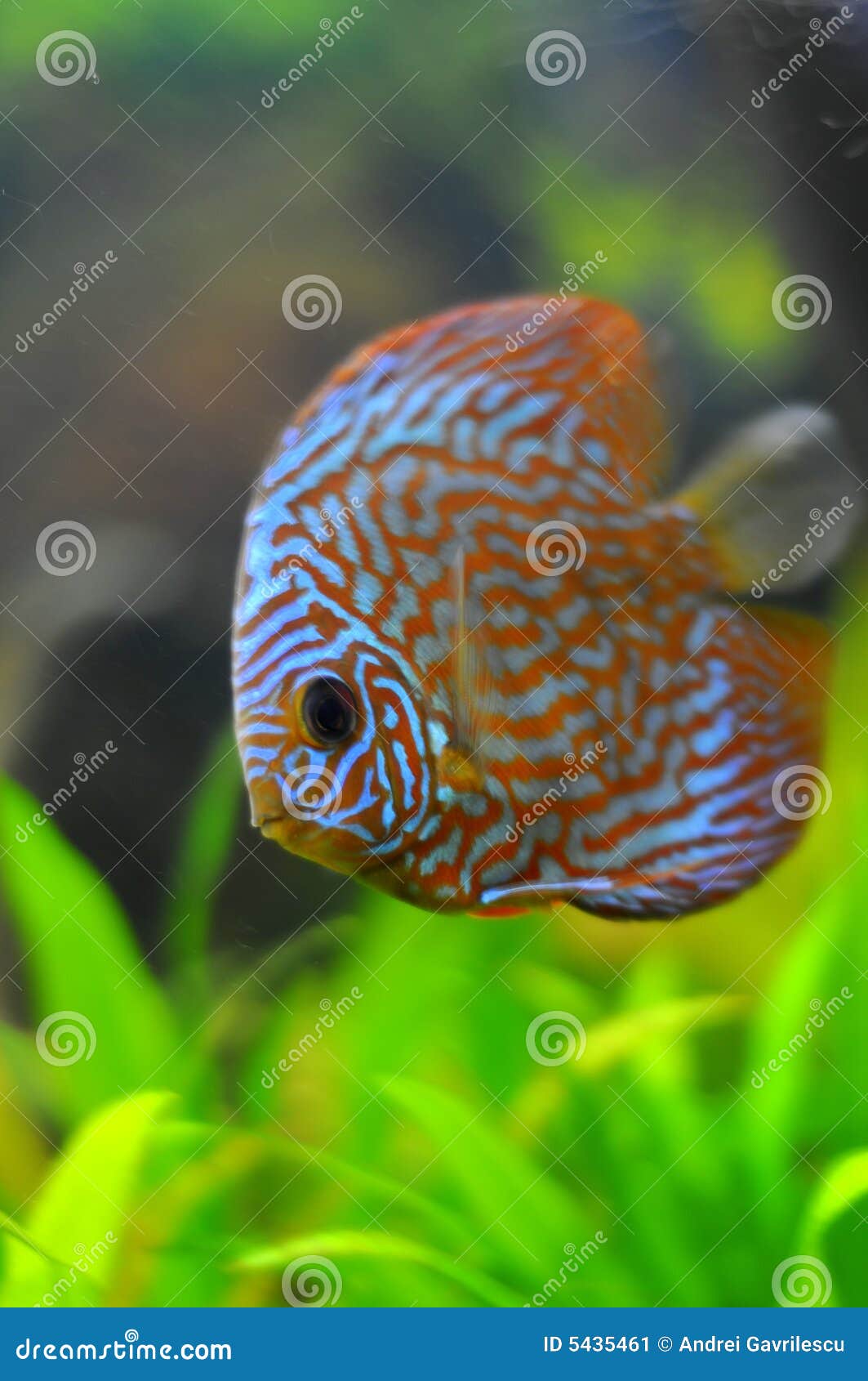 Snake-skin discus stock image. Image of aqua, nature, amazonian - 5435461