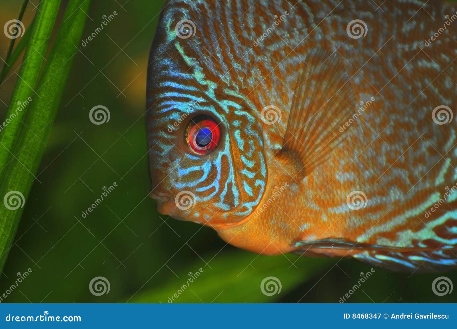 Snake-skin discus stock image. Image of amazon, discovery - 8468347