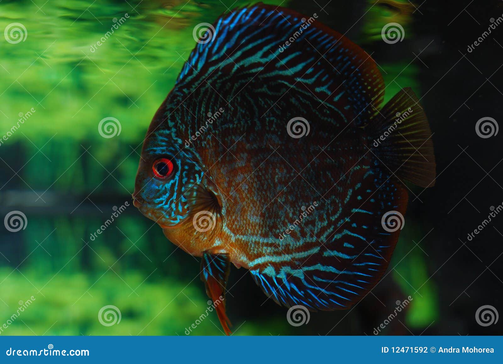 Snake-skin Discus Fish (tropical Aquarium Fish) Stock Photo - Image of ...