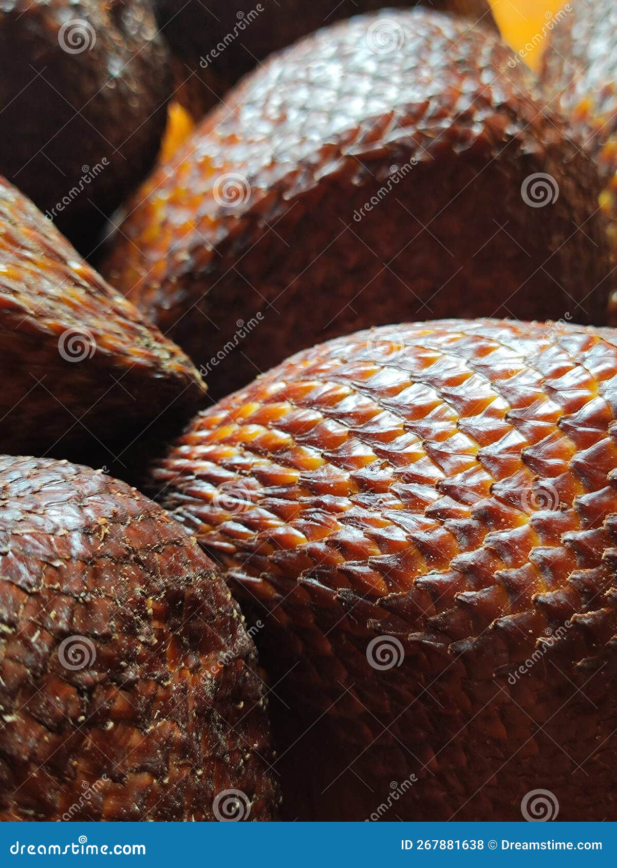 Snake skin fruit stock photo. Image of tradisional, texture - 267881638
