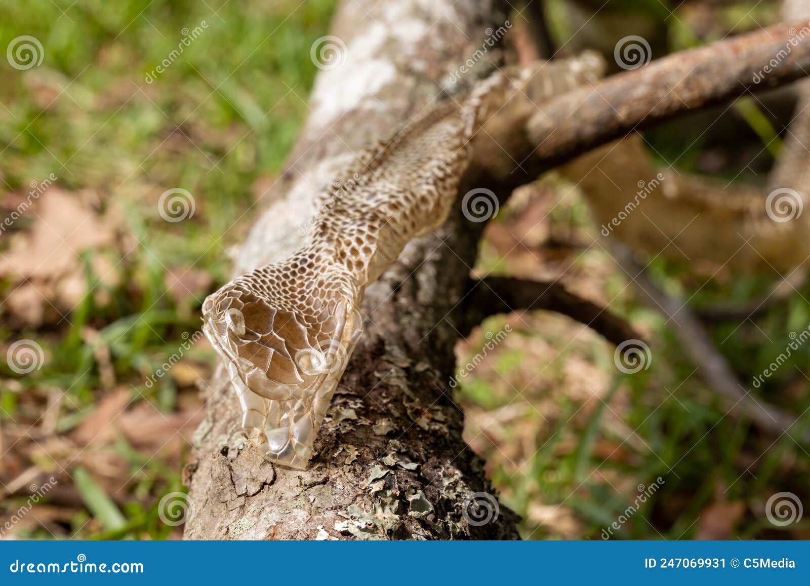 Shed Snake Skin Isolated On A White Background. Snake Molting . Royalty ...