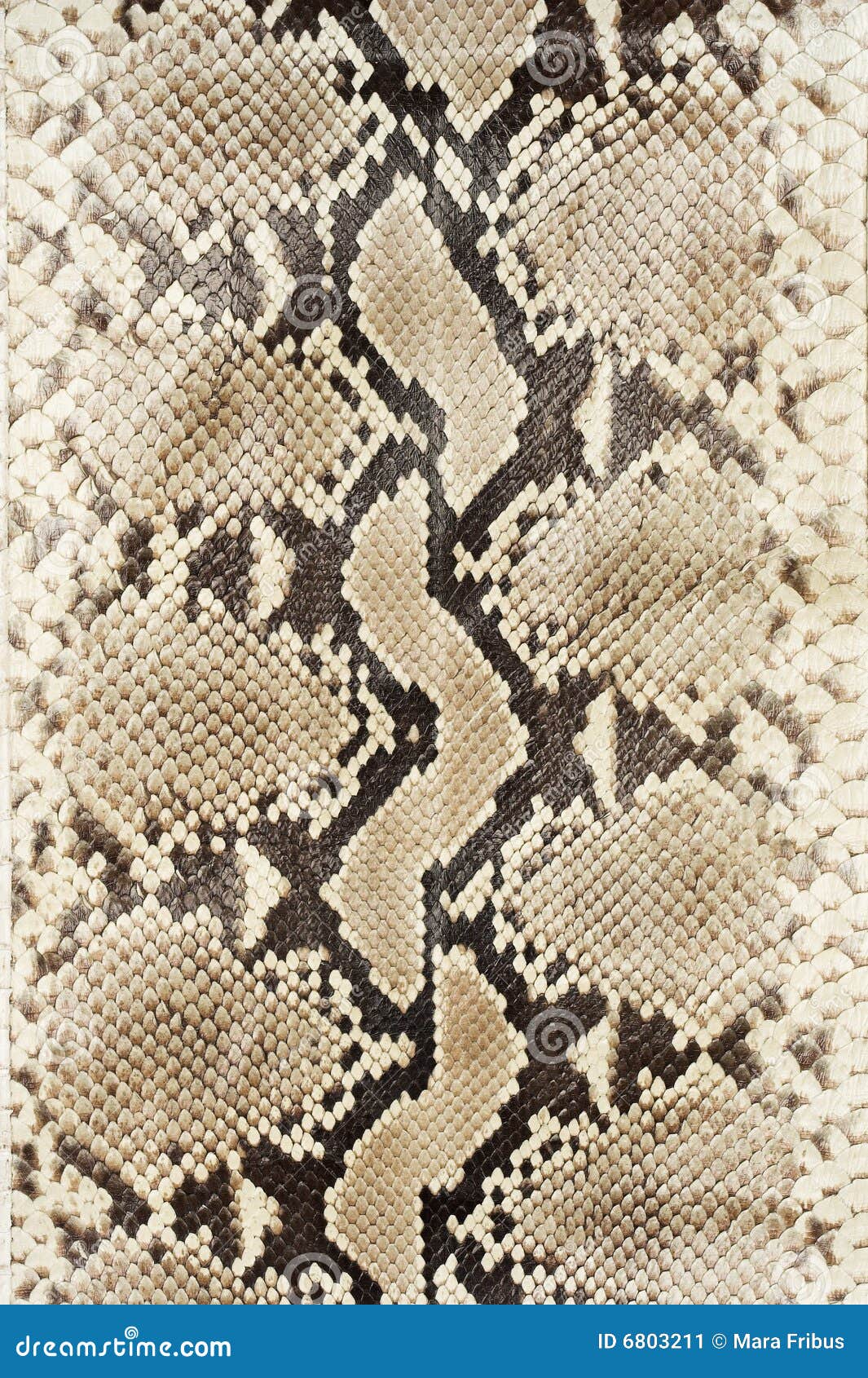 Snake Skin Isolated On White Background. Snake Molting . Shed Snake ...