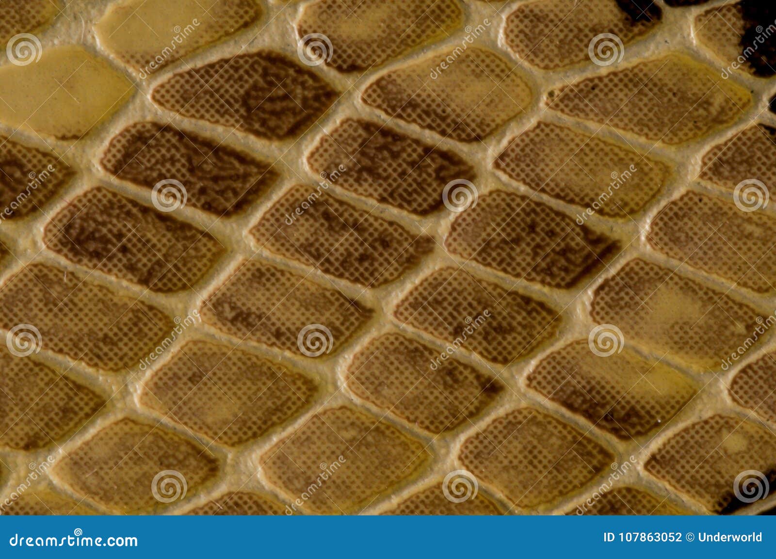 Snake Skin Pattern Background Stock Photo - Image of background ...