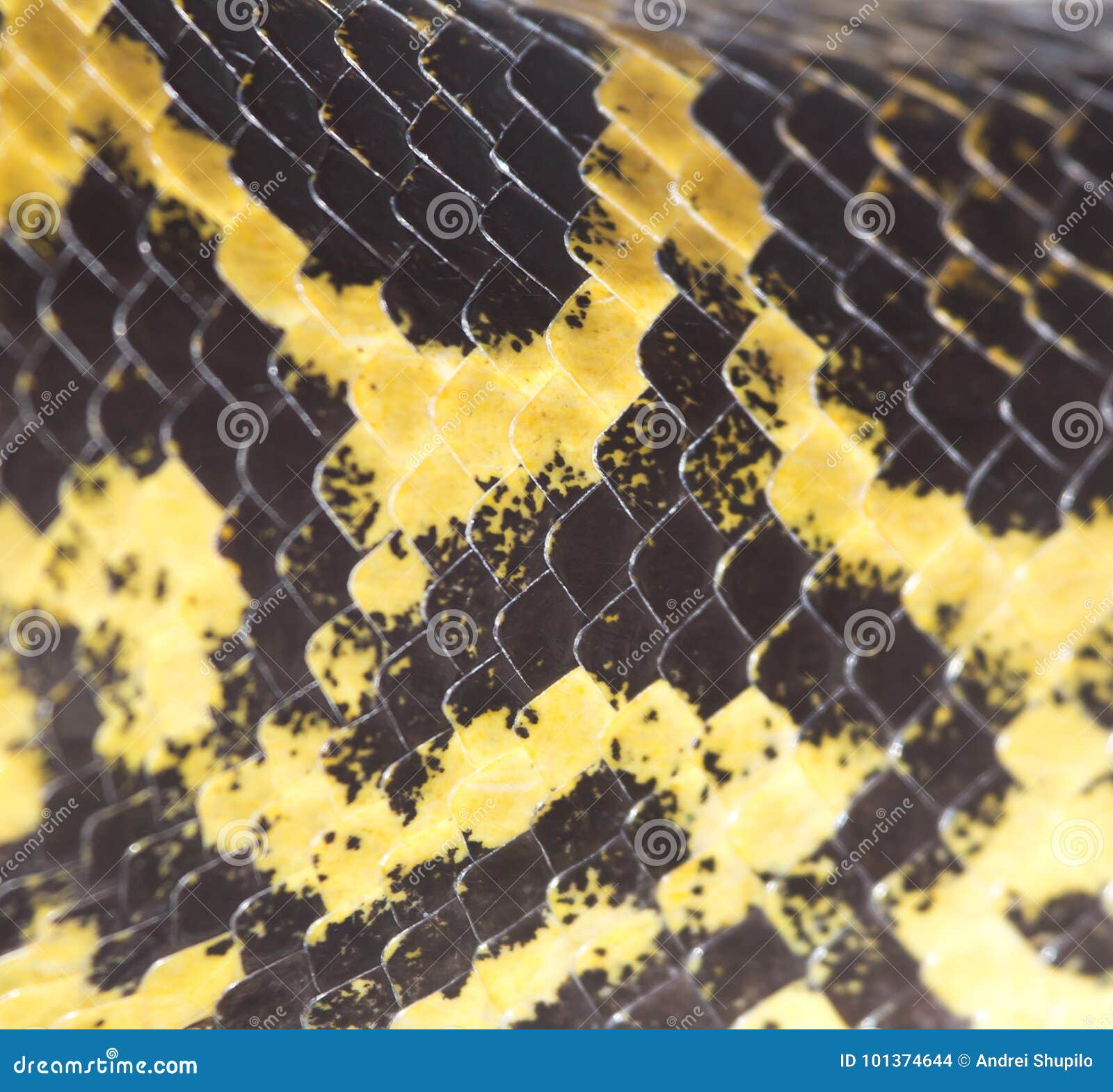 Snake skin stock photo. Image of predator, exotic, species - 101374644