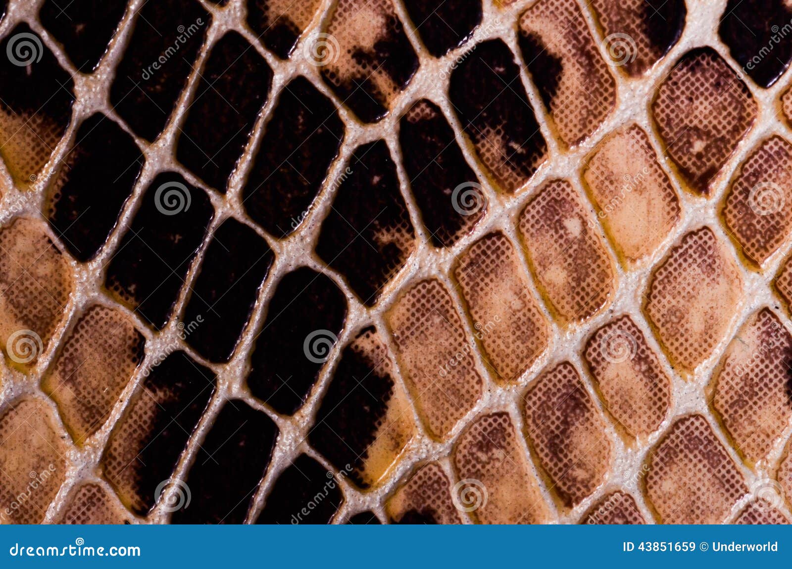 Snake Skin Seamless Pattern Texture Stock Image - Image of material ...