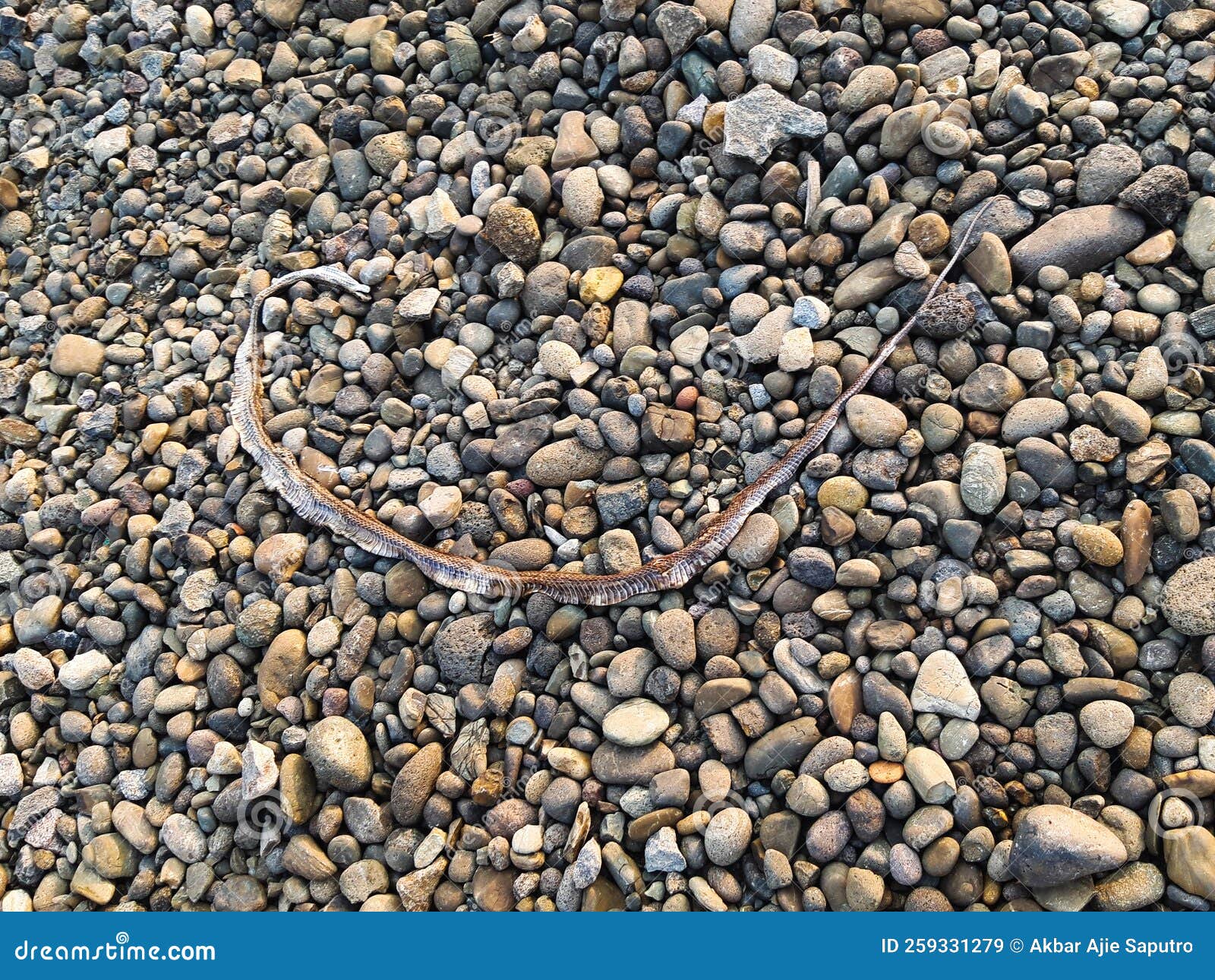 Snake Skin on Stone Pattern Stock Image - Image of stone, skin: 259331279