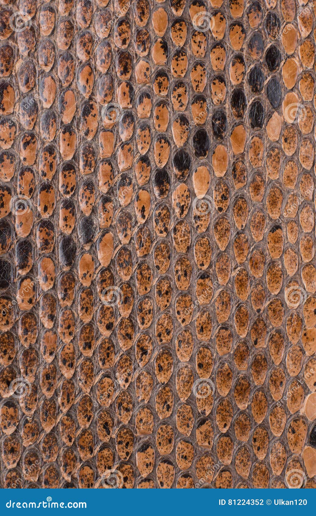 Snake Skin Surface Texture Close Up for Background Stock Photo - Image ...