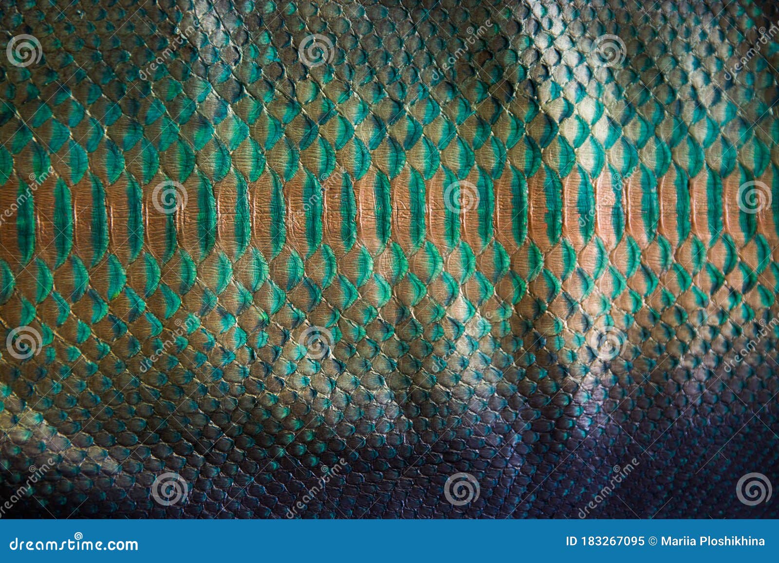 Snake Skin Surface Texture Close Up for Background and Wallpaper Stock ...