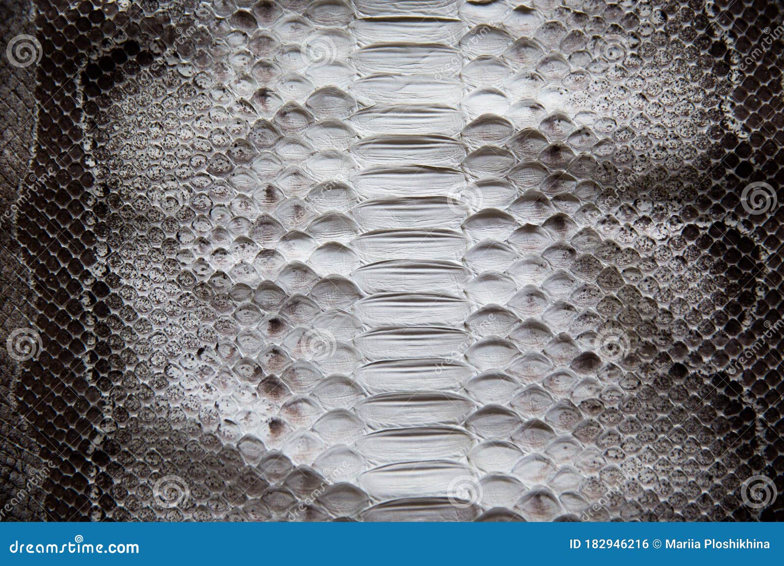Snake Skin Surface Texture Close Up for Background and Wallpaper Stock ...