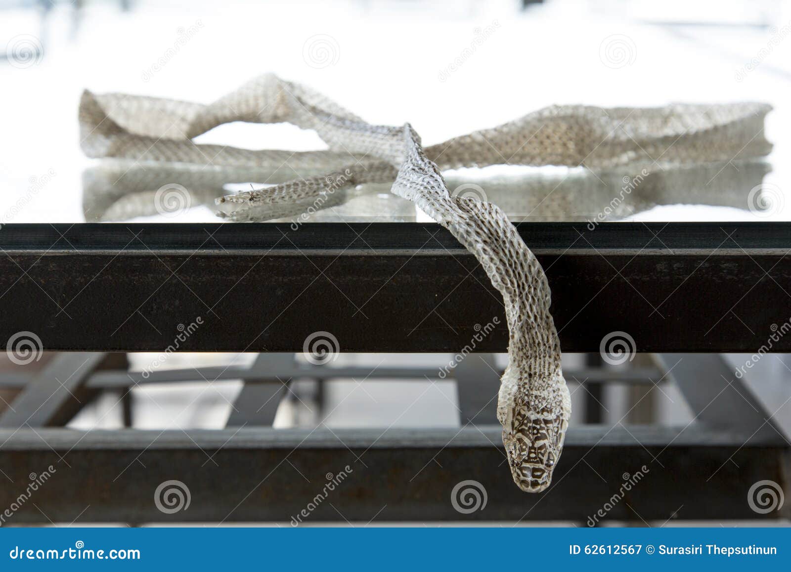 Snake skin on the table stock image. Image of wildlife - 62612567