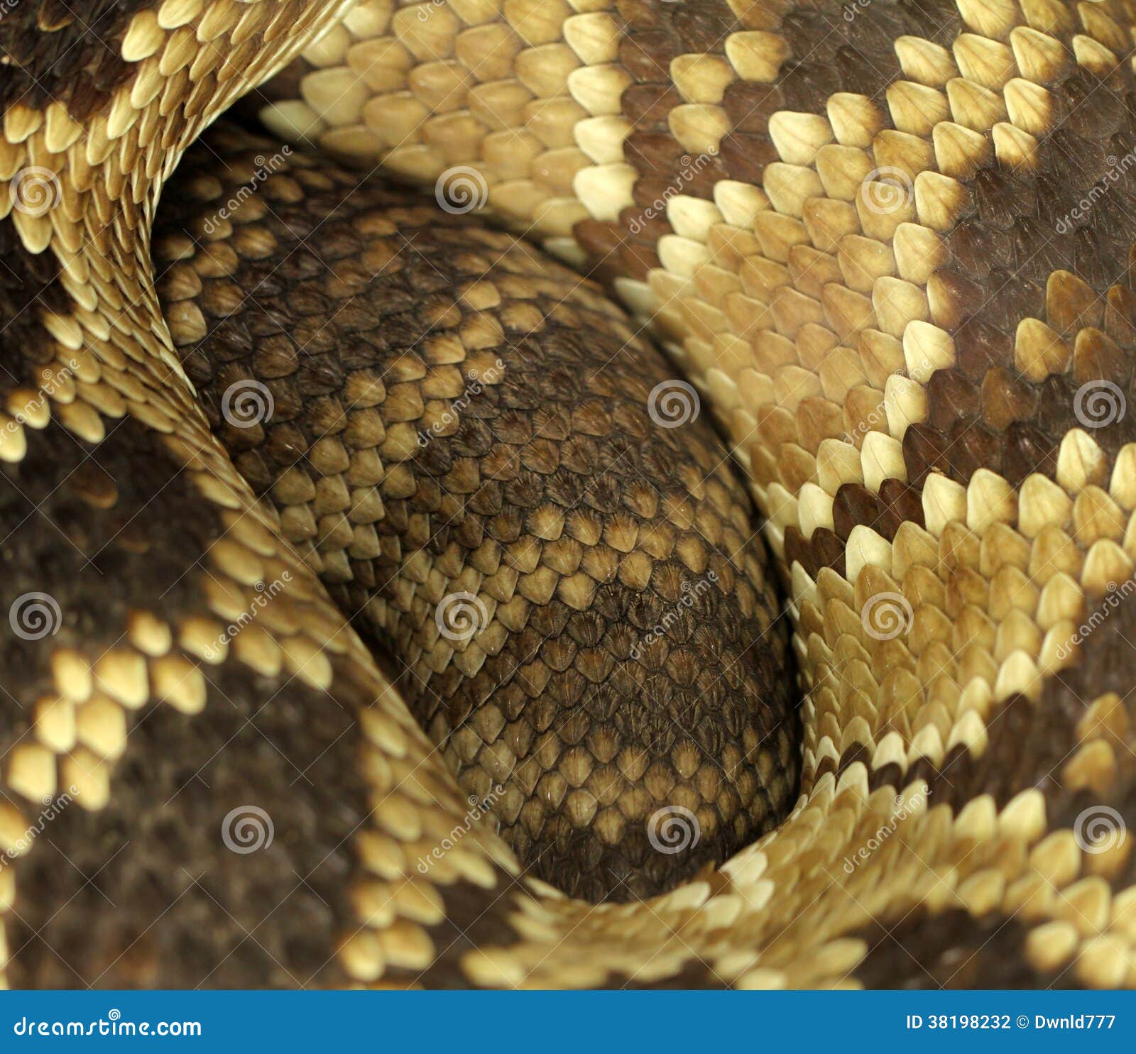 Snake skin texture stock photo. Image of reptile, body - 38198232