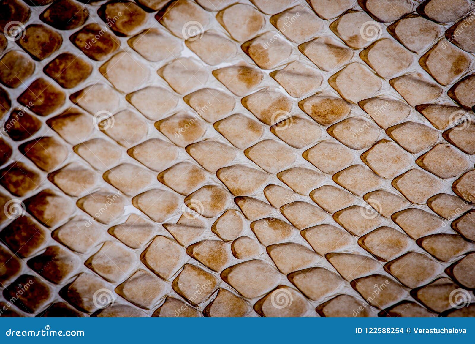 Snake skin - texture stock photo. Image of close, white - 122588254