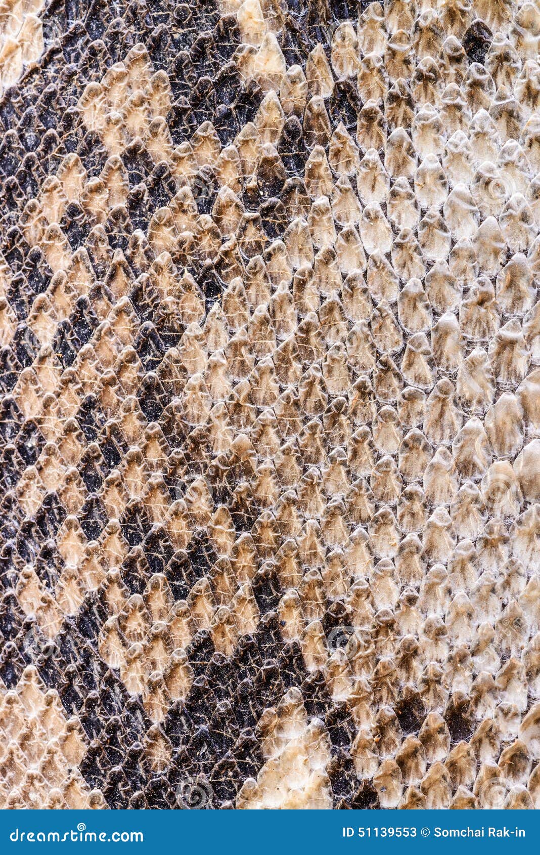 Snake skin texture stock image. Image of fashion, decoration - 51139553