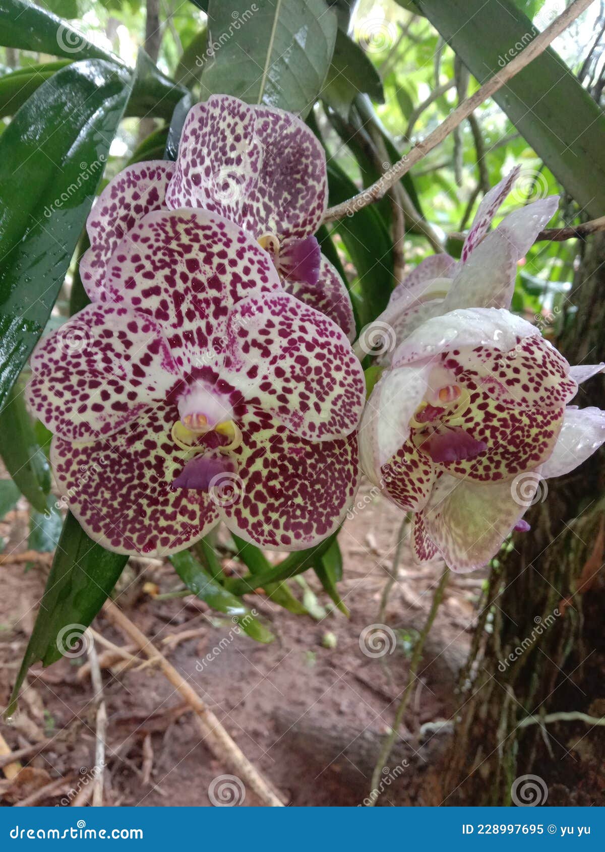 Snake skinned orchid stock image. Image of purple, shrub - 228997695