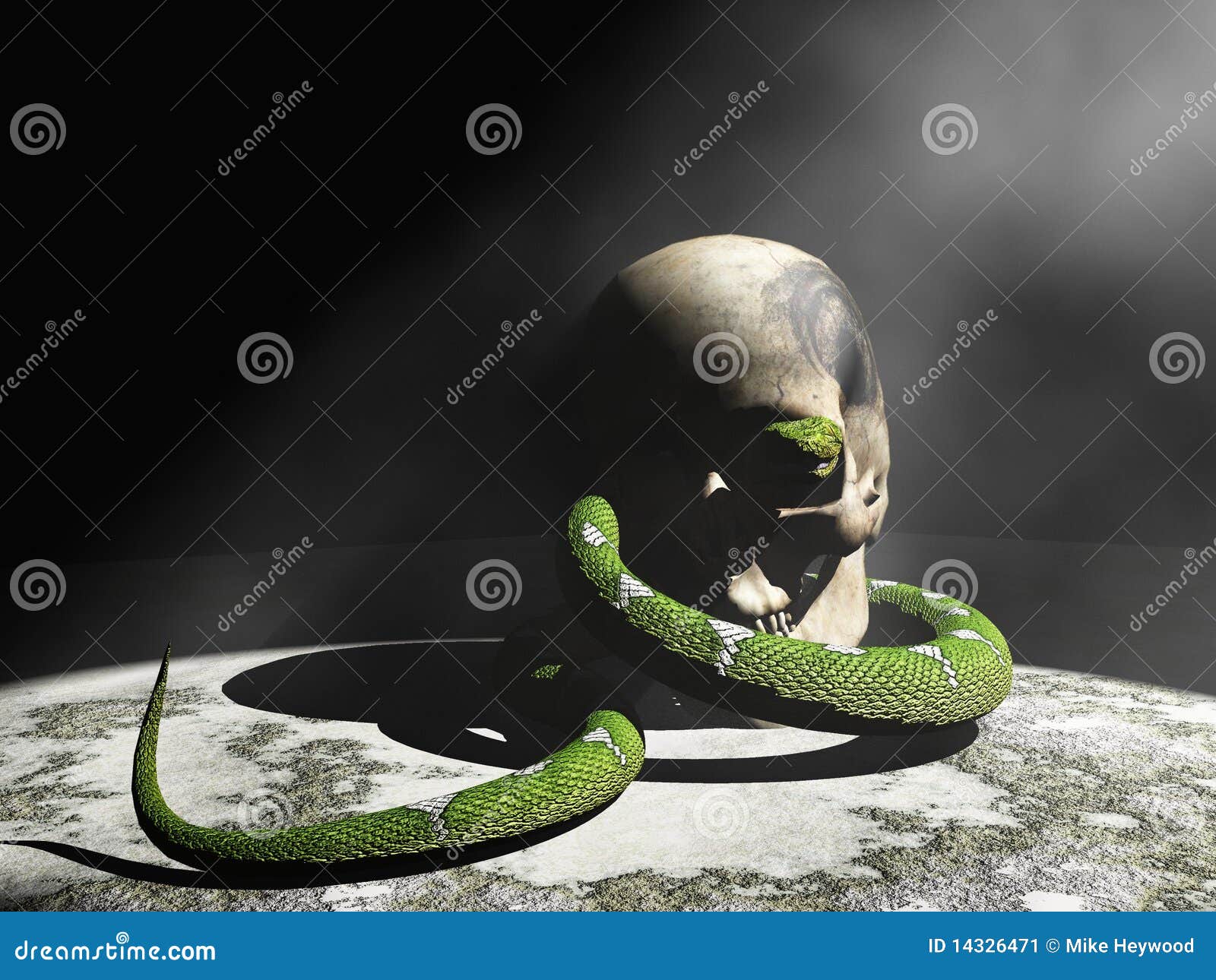 Snake and skull stock illustration. Illustration of snake - 14326471