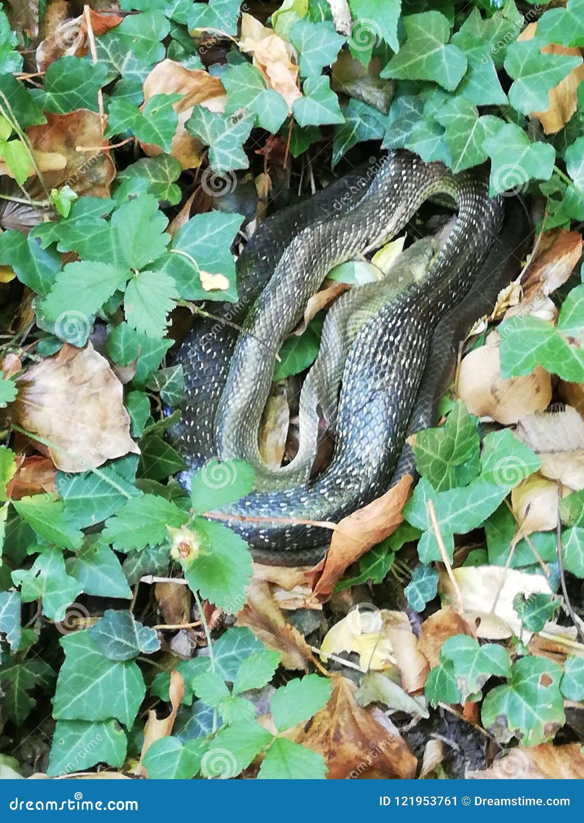 Snake stock image. Image of snake, afraid, people, sleep - 121953761