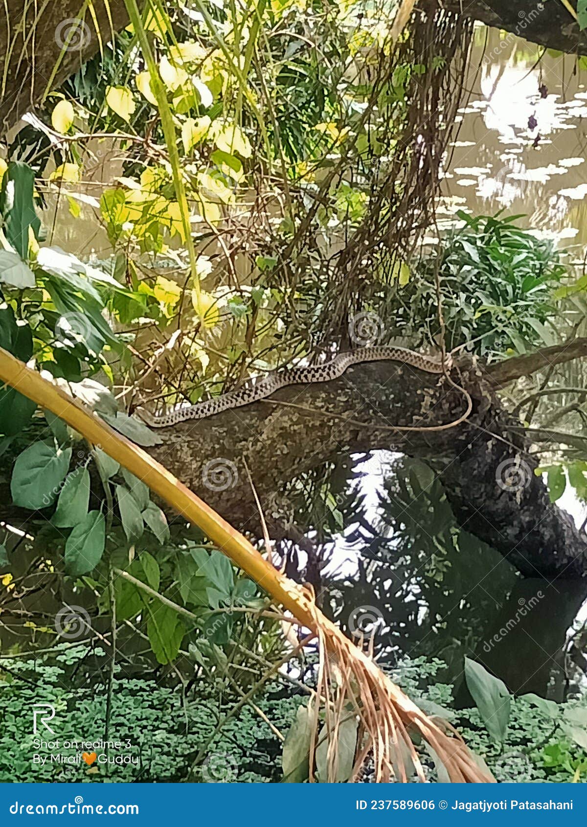 Snake Sleeping stock photo. Image of forest, reptile - 237589606