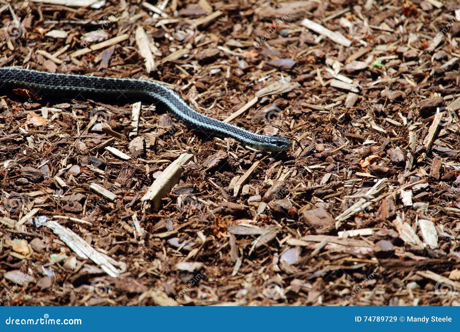A Snake Slithering Across Bark Dust Stock Image - Image of bark, ground ...
