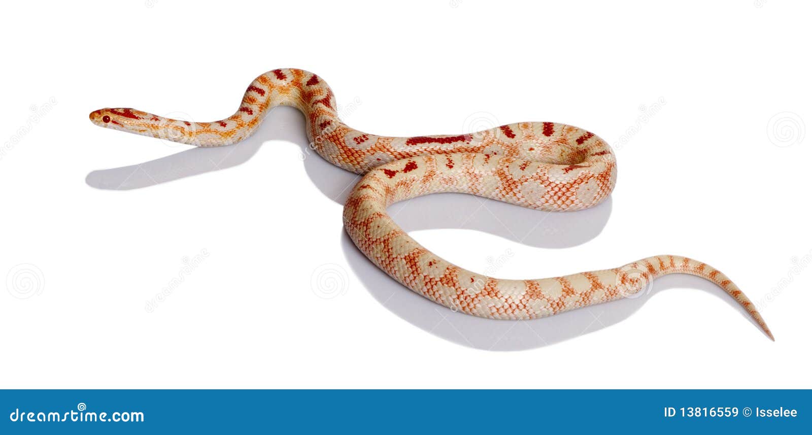 Snake Slithering in Front of White Background Stock Image - Image of ...