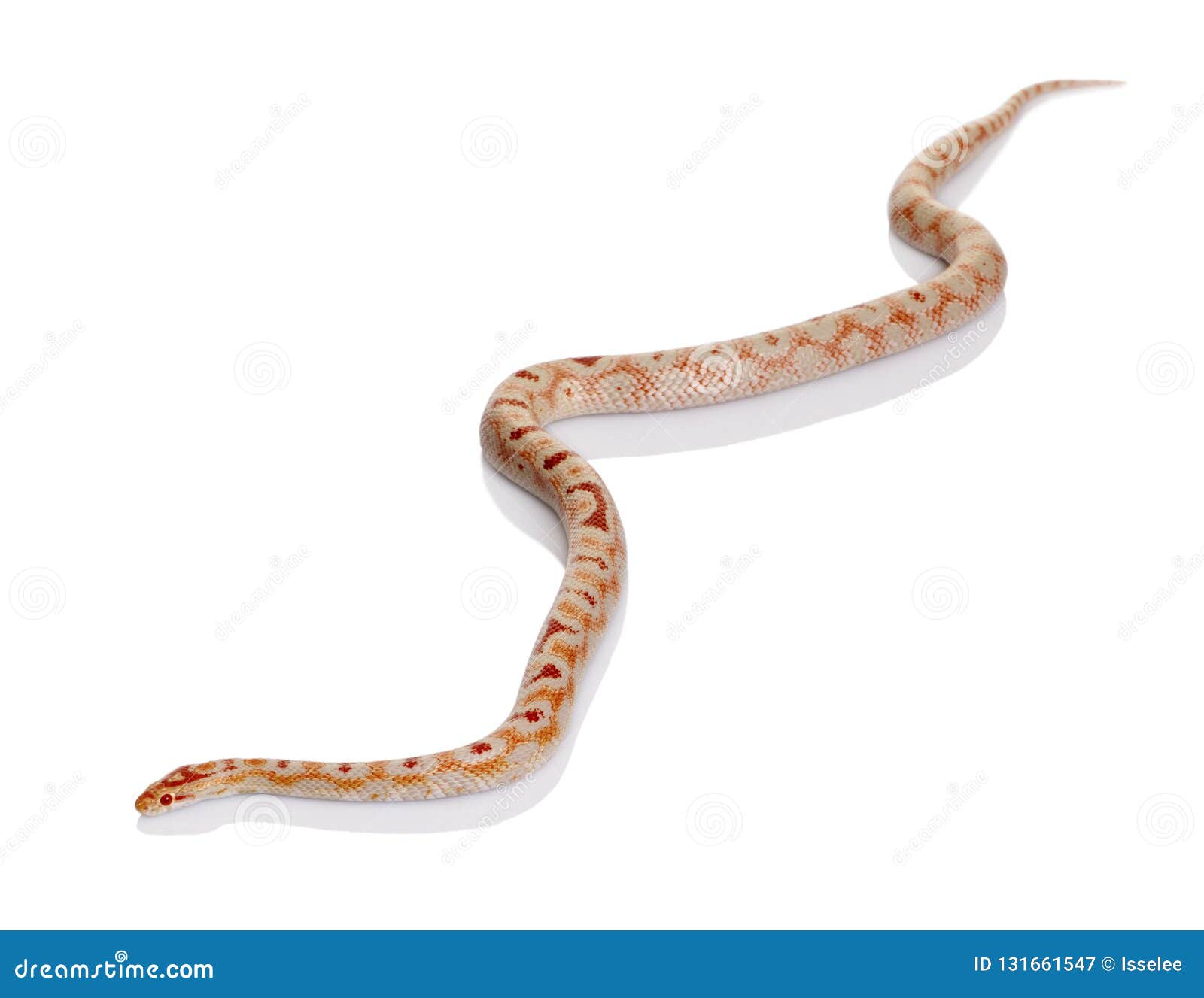 Snake Slithering in Front of White Background, Studio Shot Stock Image ...