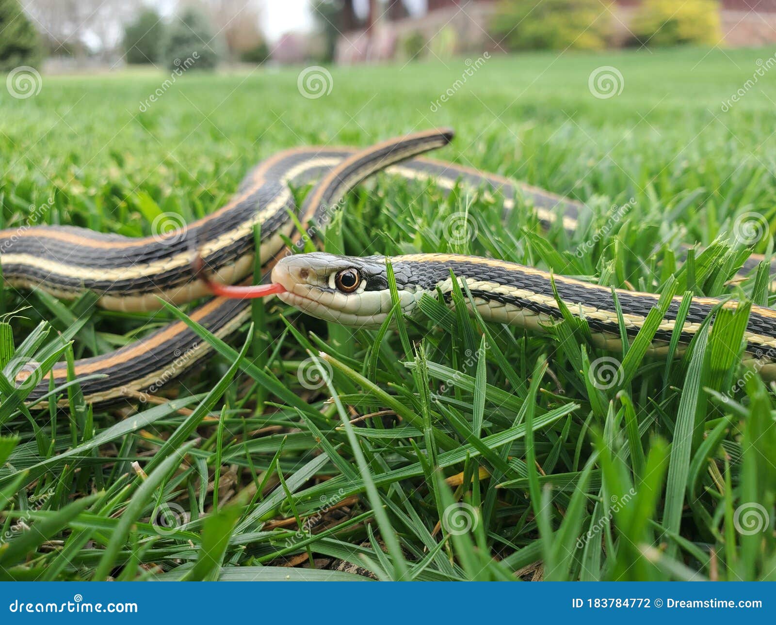 A Snake Slithering in the Grass Stock Photo - Image of prairie ...