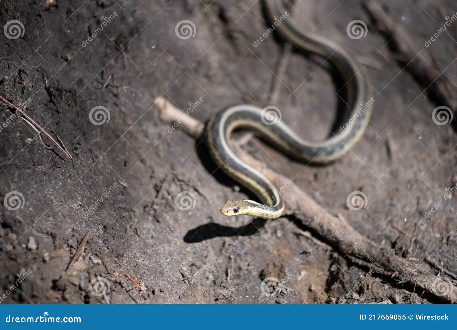 Snake Slithering on the Ground with Fallen Branches and Leaves Stock ...