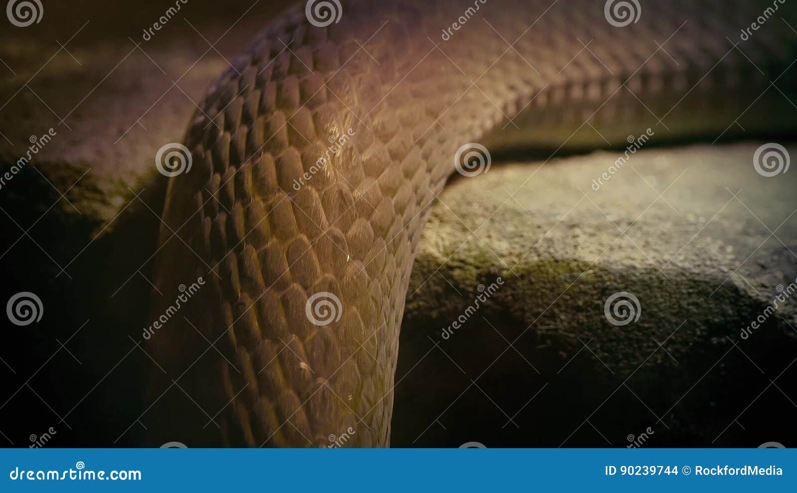 Snake Slithering Over Ledge Closeup Stock Footage - Video of scaly ...