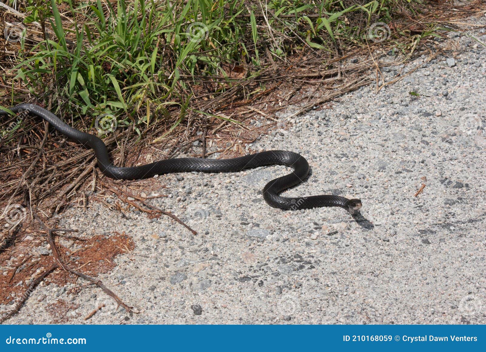 Snake on the Road stock image. Image of animal, serpent - 210168059