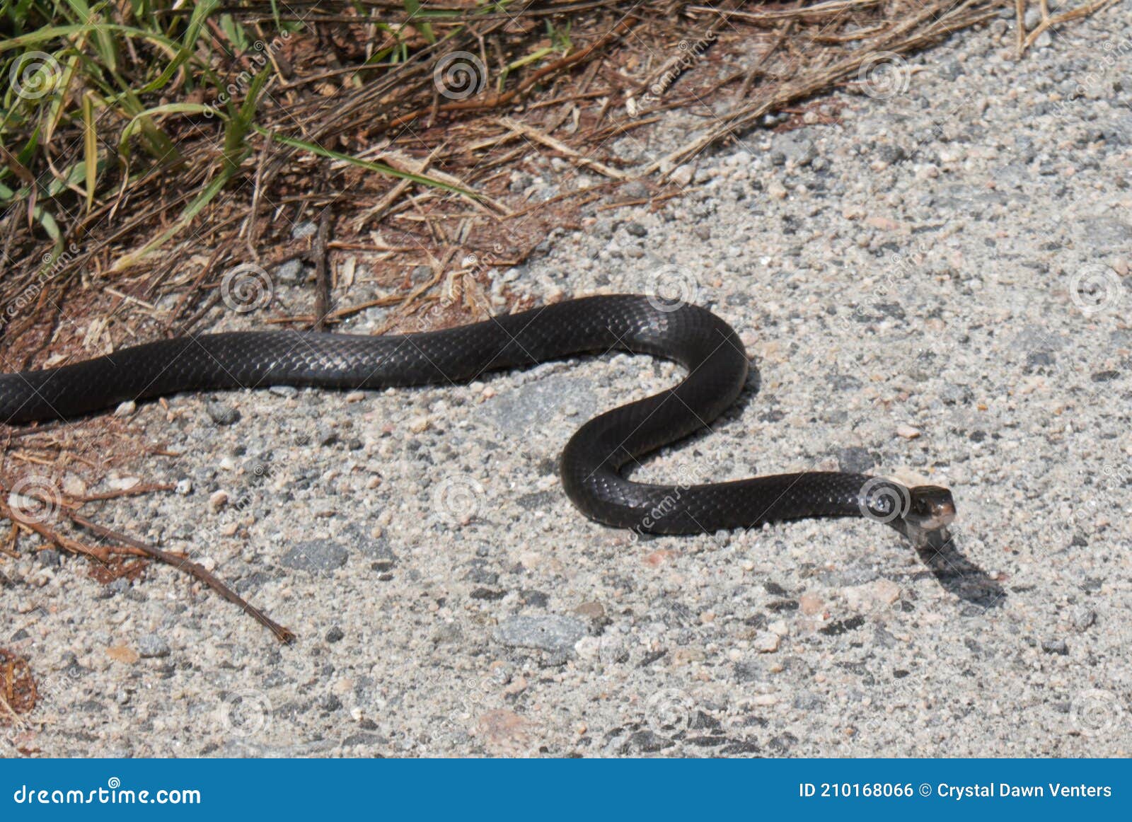 Snake on the Road stock photo. Image of elongated, reptile - 210168066