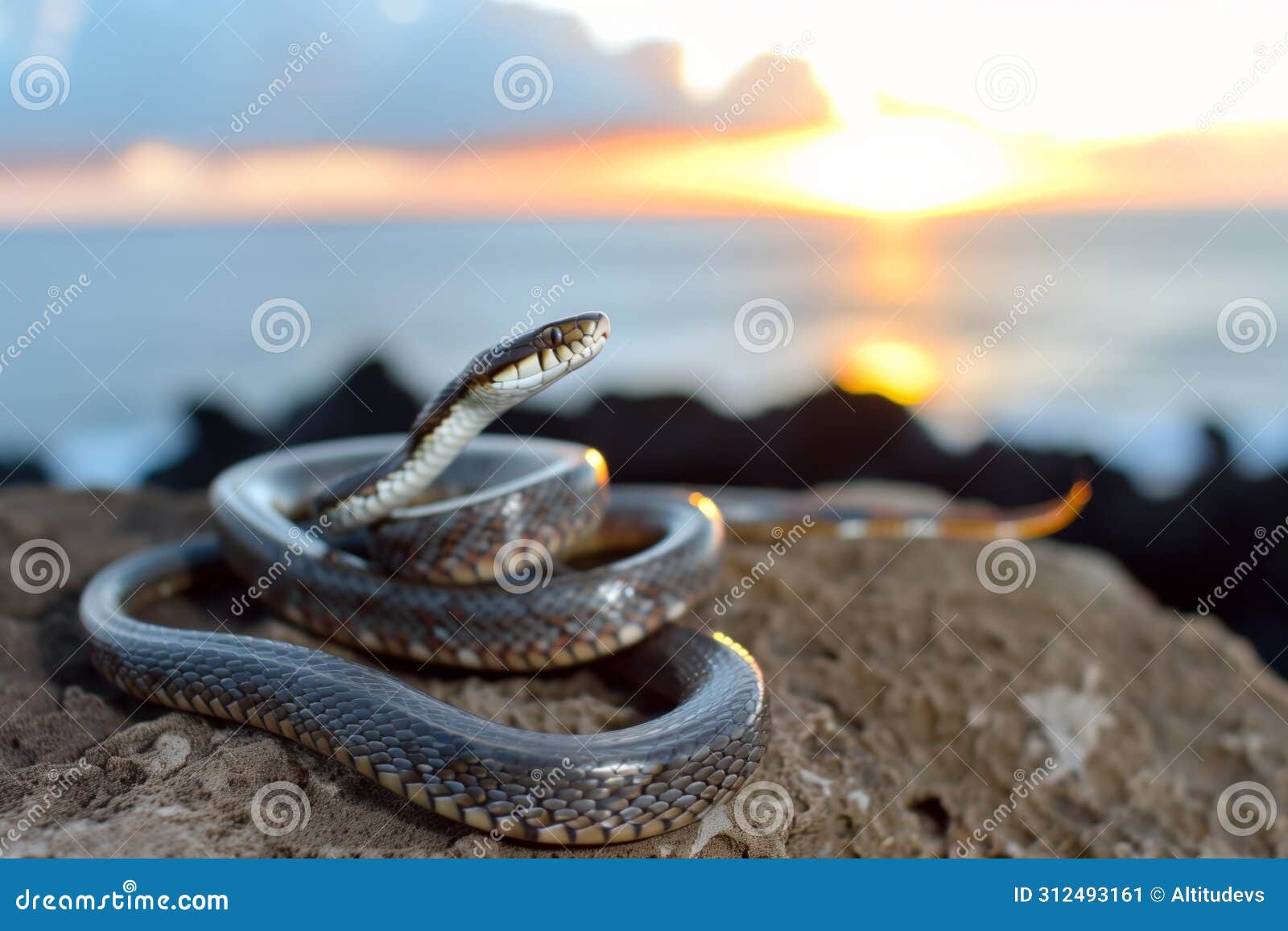Snake Slithering on Rock, Sunset Warming Scales Stock Image - Image of ...