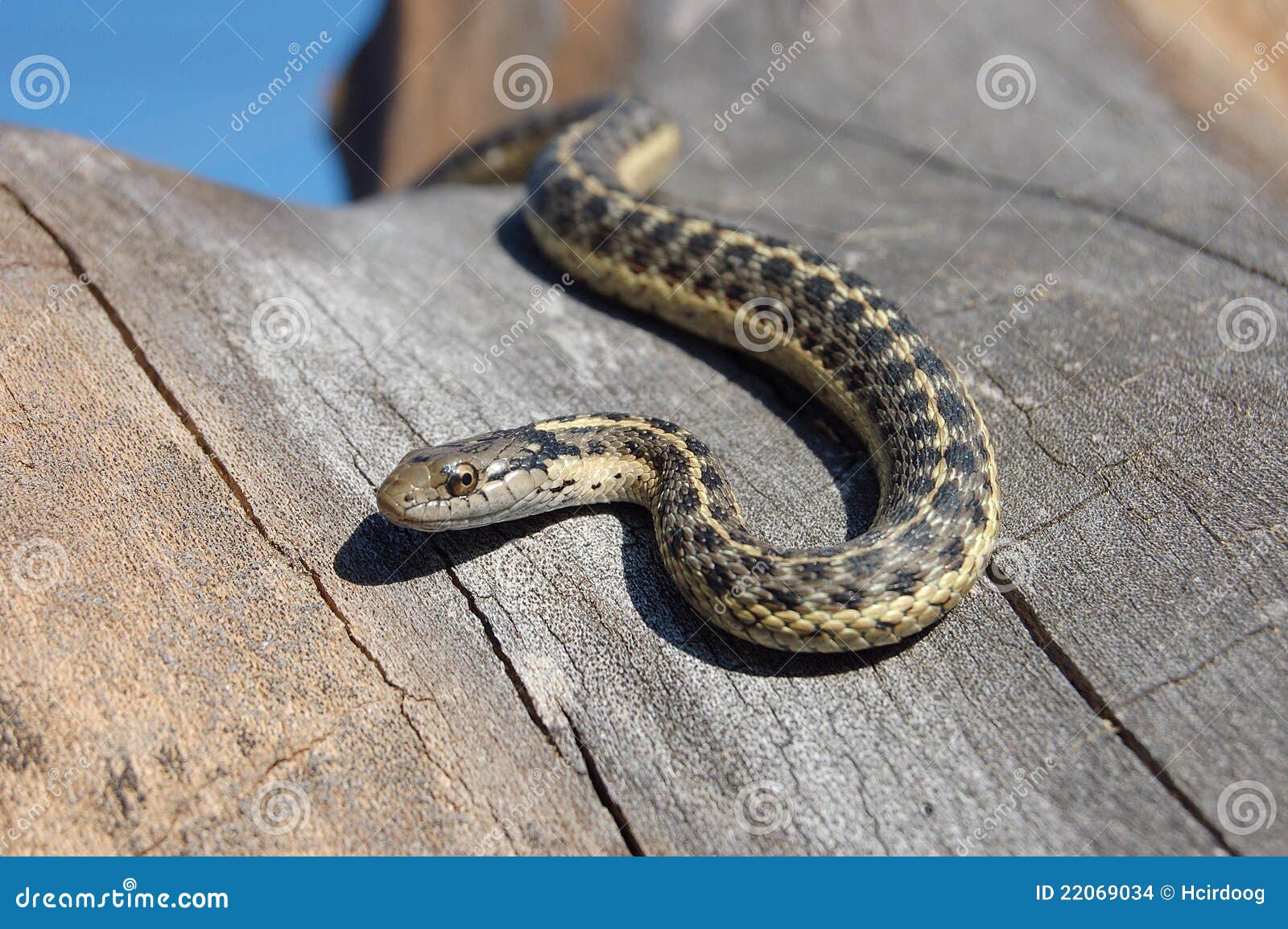 Snake Slithering In Tree Stock Images - Image: 22069034
