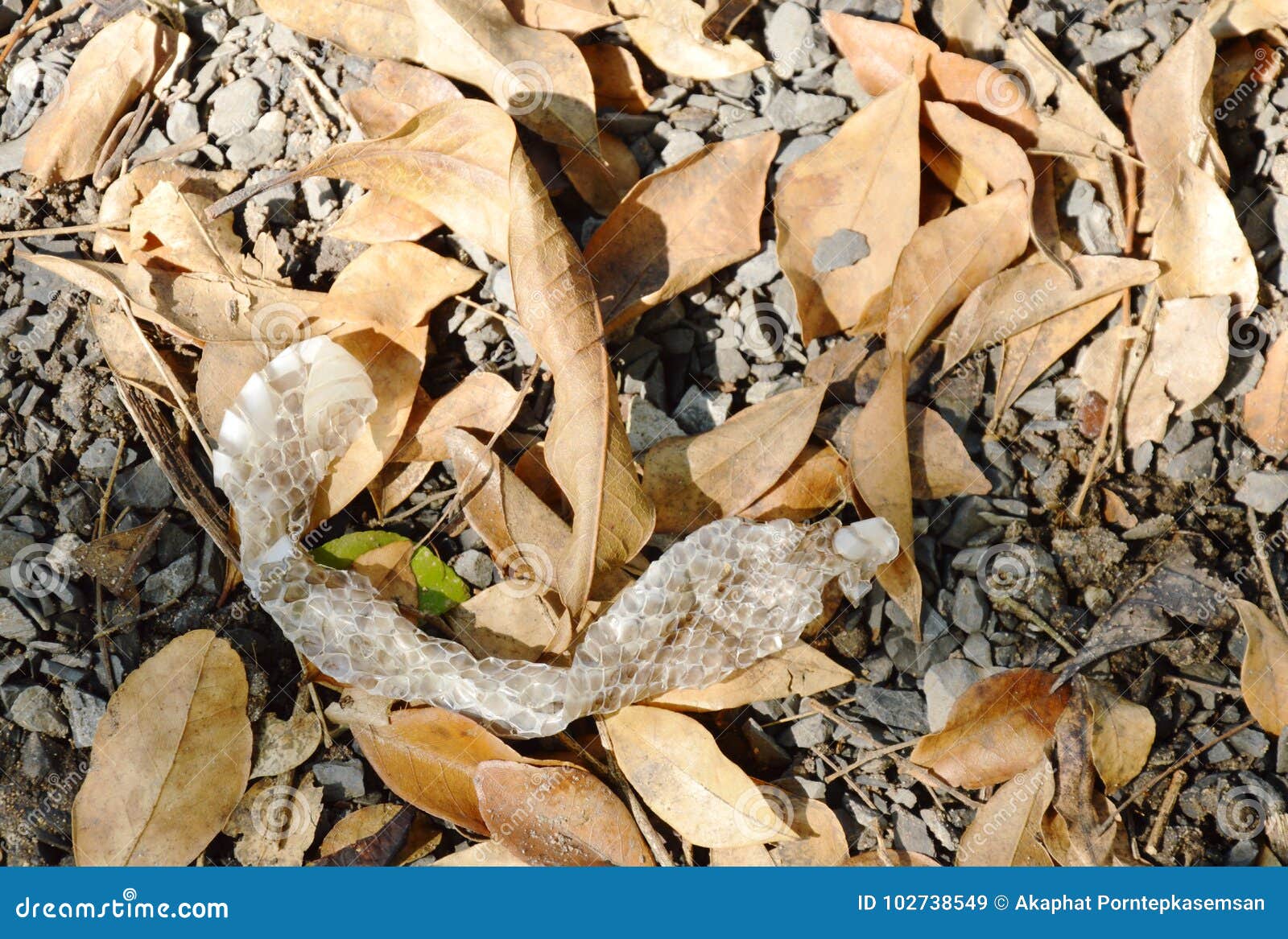 Snake Slough Skin on Ground in Backyard Garden Stock Image - Image of ...