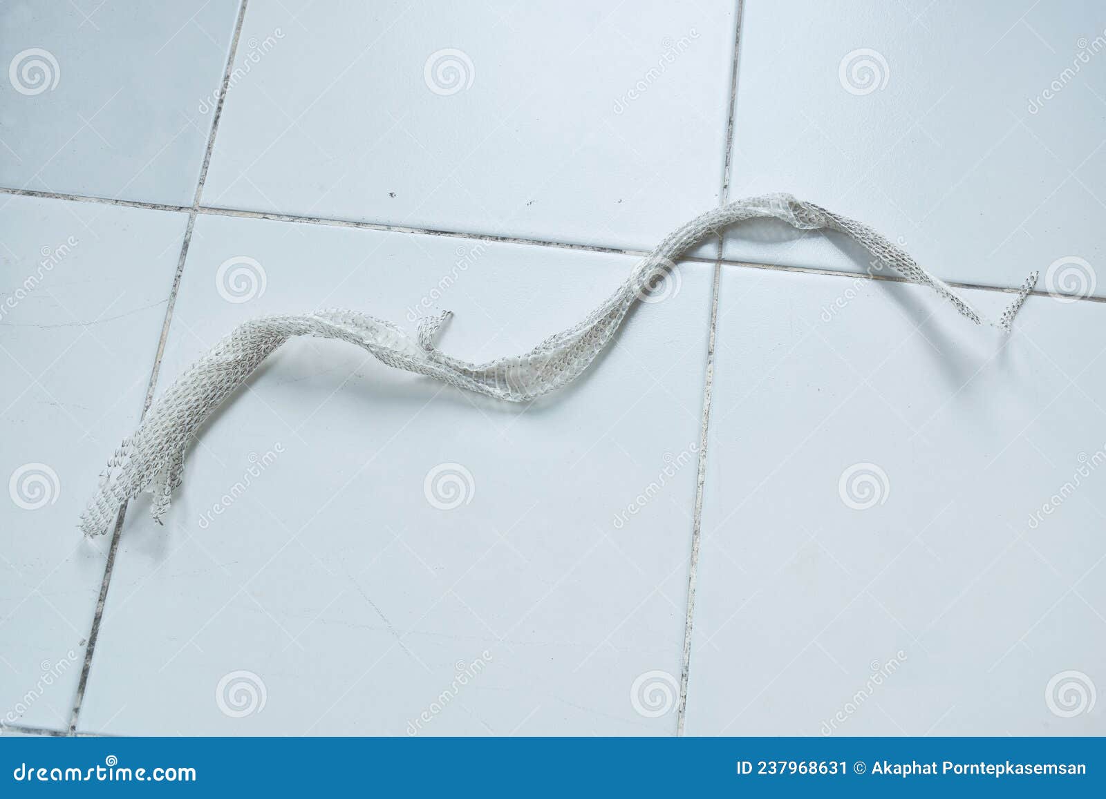 Snake Slough Skin on Tile Floor in House Stock Image - Image of ...