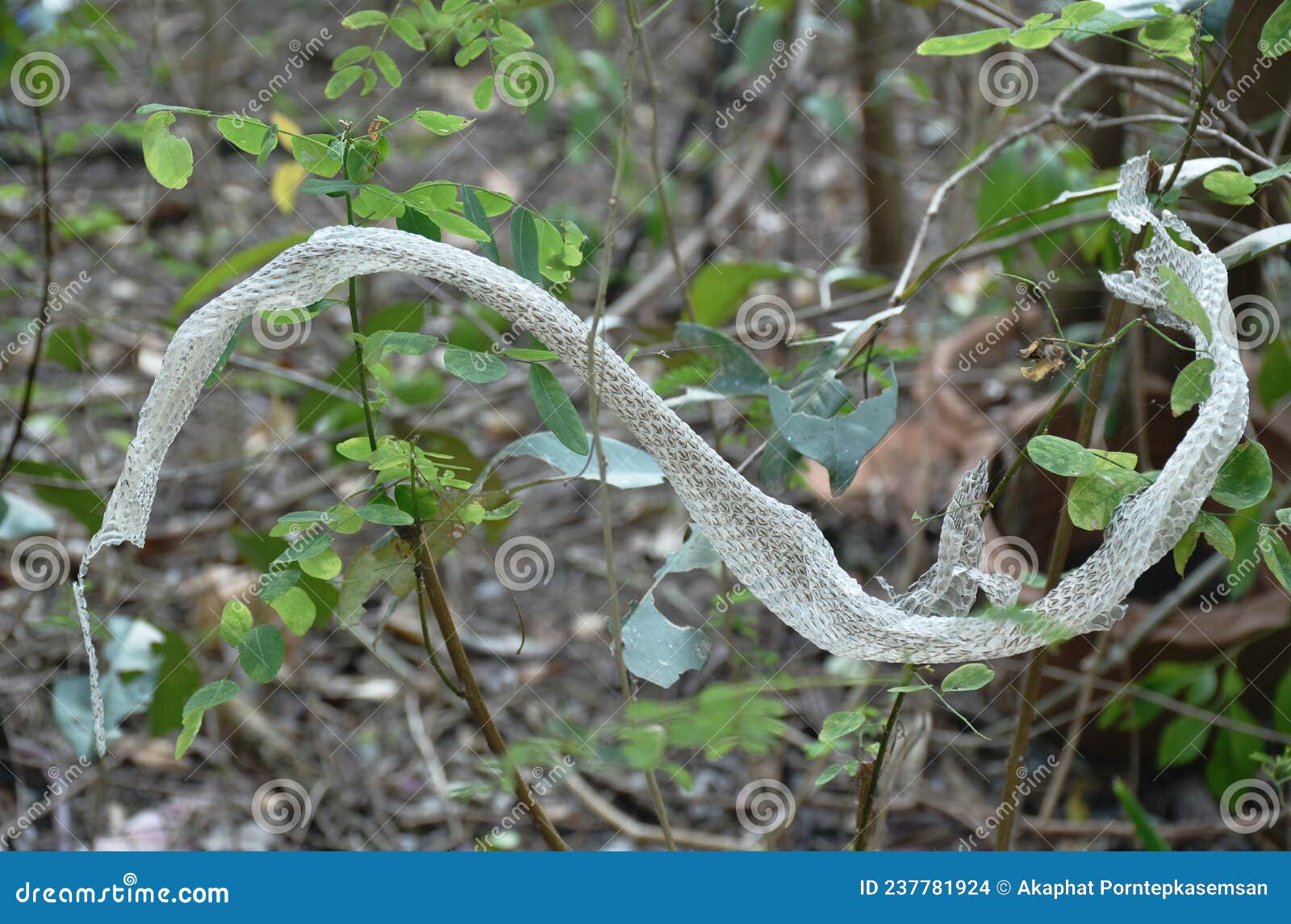 Snake Slough Skin on Tree in Backyard Garden Stock Photo - Image of ...