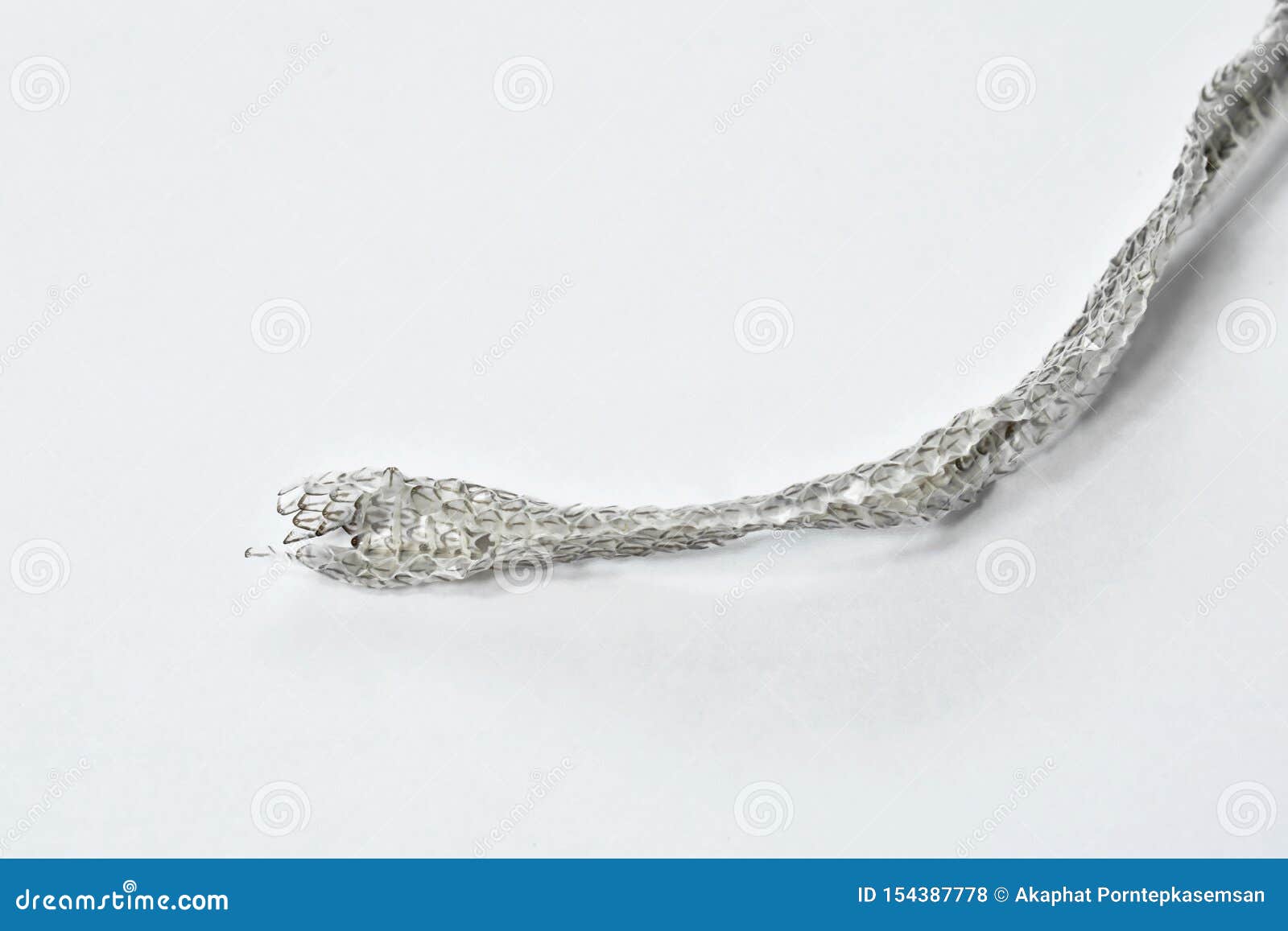 Snake Slough Skin on White Background Stock Photo - Image of pattern ...