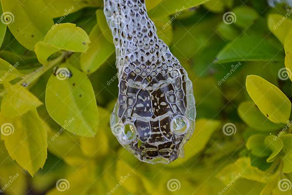 Snake slough stock photo. Image of skin, reptile, nature - 164631182