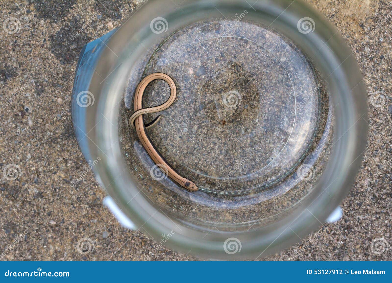 Snake stock photo. Image of snakes, summer, wildlife - 53127912