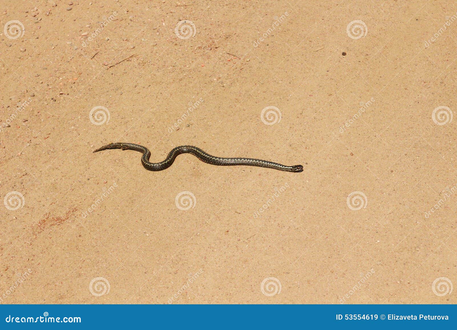 Snake stock image. Image of small, poison, specimen, reptile - 53554619