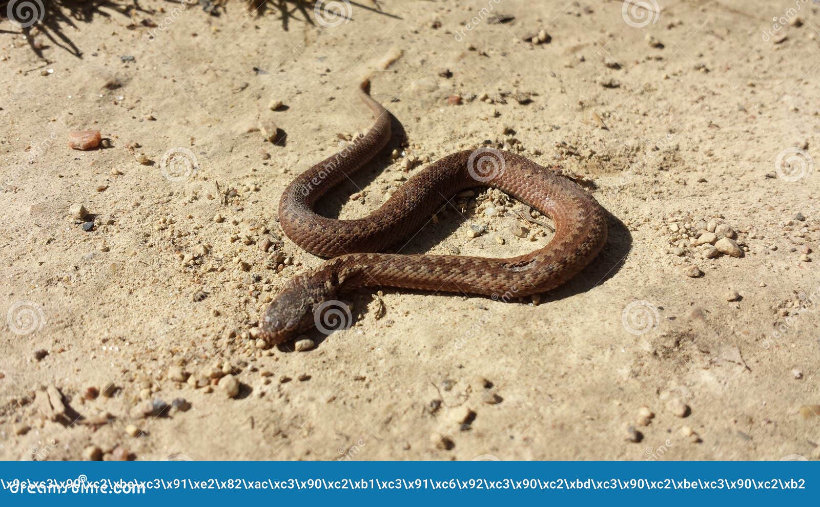 Snake stock photo. Image of sand, morning, small, snake - 73752262