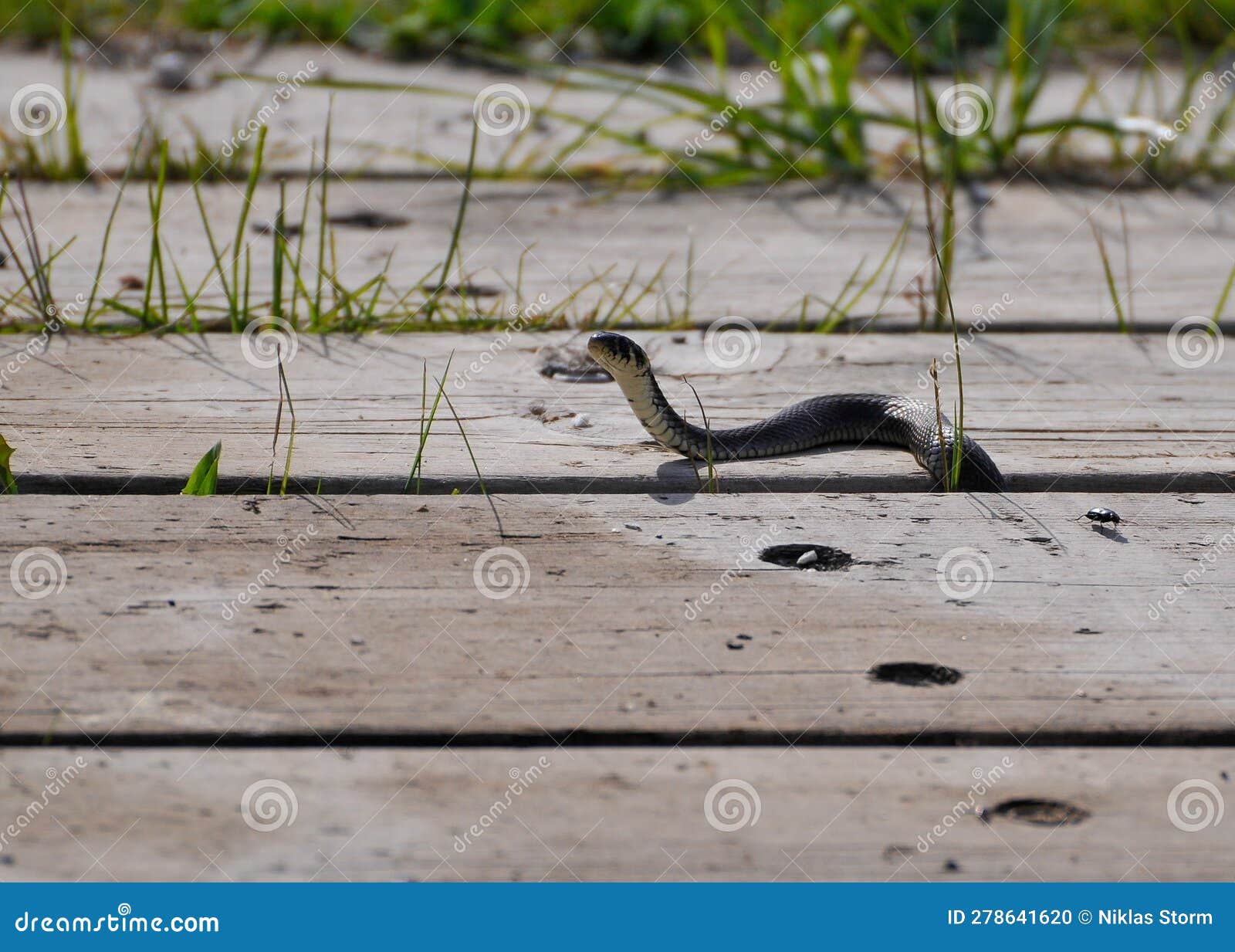 A Snake by a Small Wooden Bridge Stock Photo - Image of small, weather ...