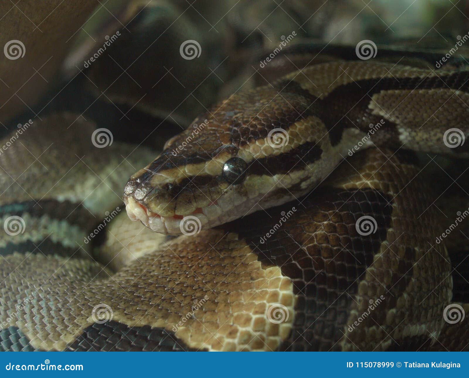 Snake. stock image. Image of animal, creeper, reptiles - 115078999