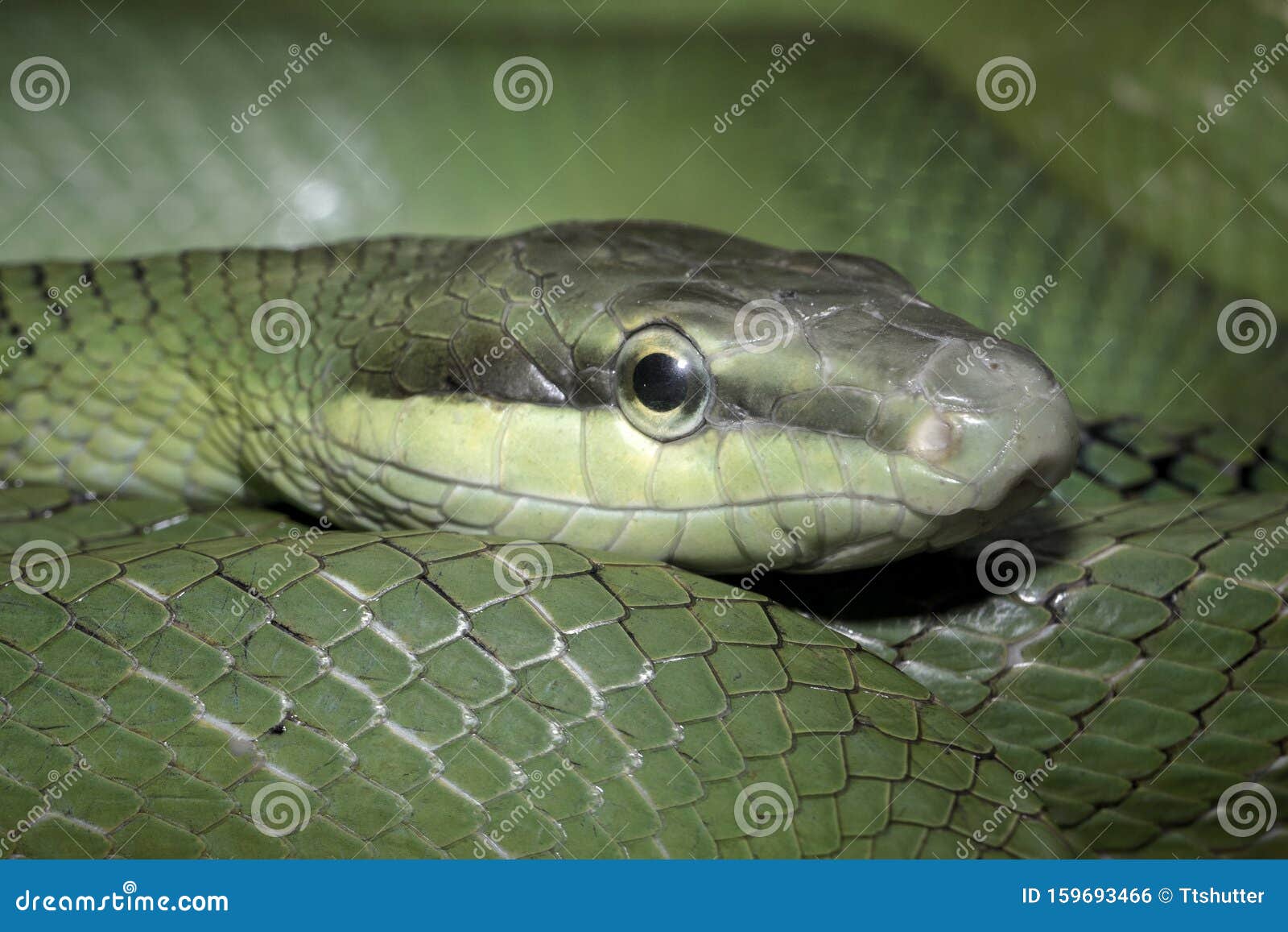 The snake stock photo. Image of life, body, greenery - 159693466