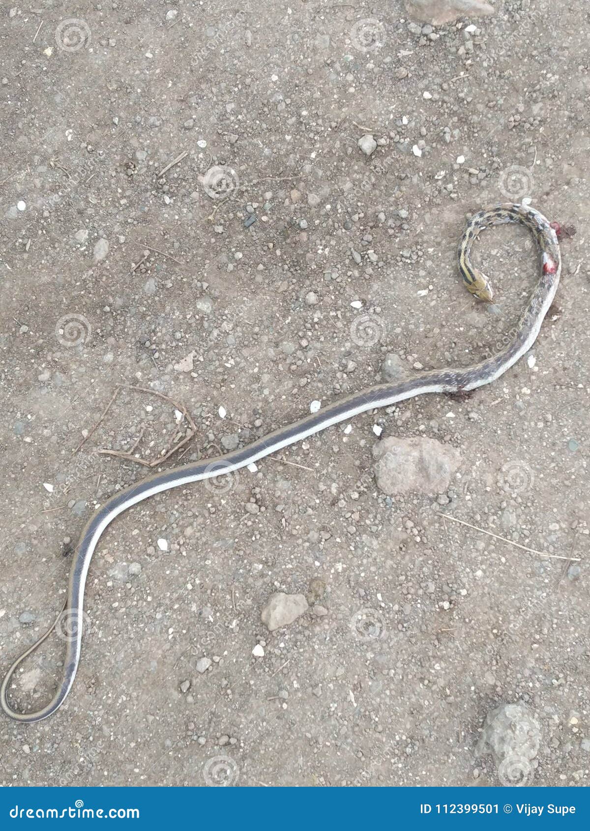 Snake stock image. Image of campus, kingkobra, venom - 112399501