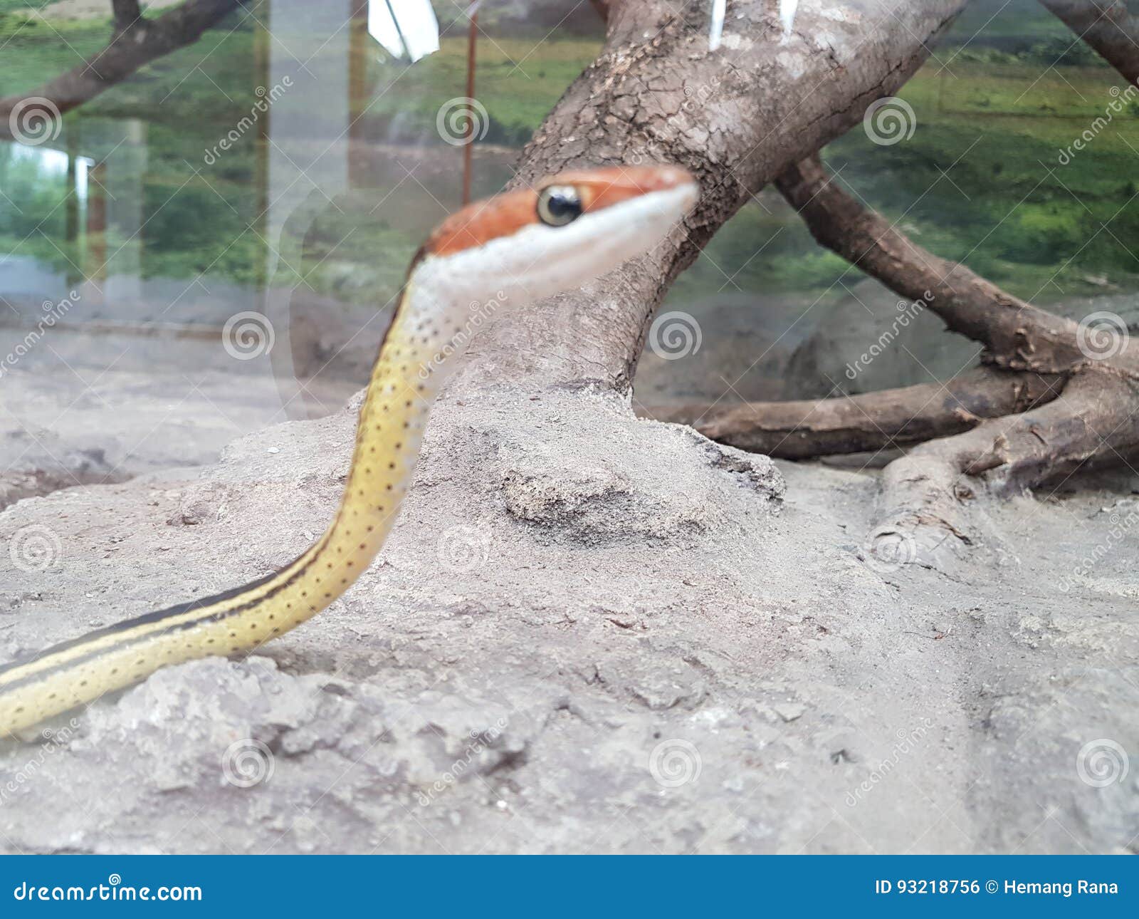 Snake stock photo. Image of snake, snakes, wildlife, africa - 93218756